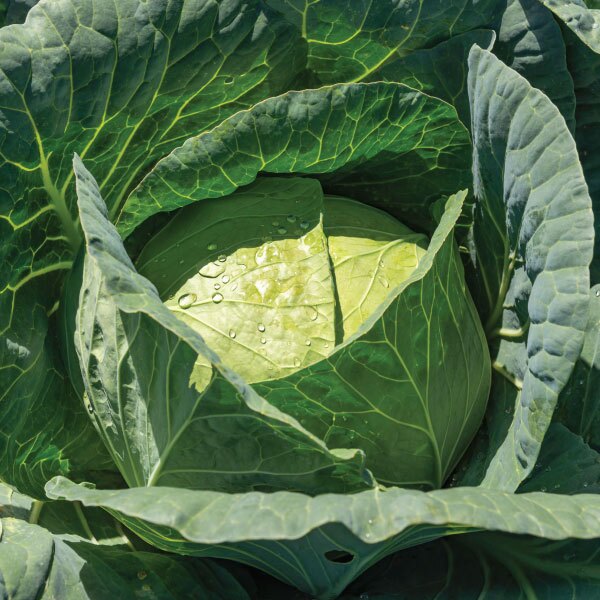 Cabbage Fabiola F1 (1250 Seeds) – Suncrest Store